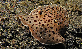 Real Monstrosities: Moon-headed Sidegill Slug