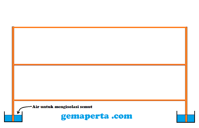 Cara Membuat Sarang Semut Rang Rang - GEMA PERTANIAN