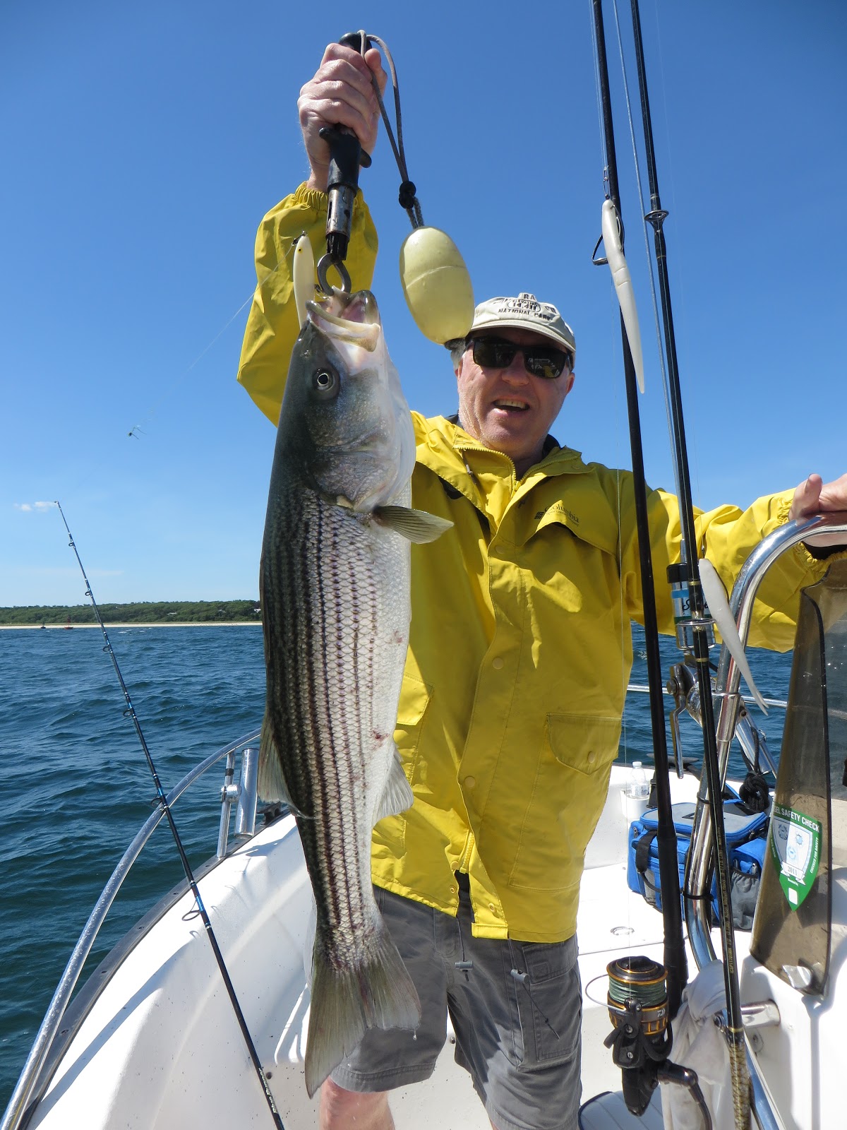 Rhode Island Striped Bass: Photo of the Day....Keeper on a Jumpin Minnow