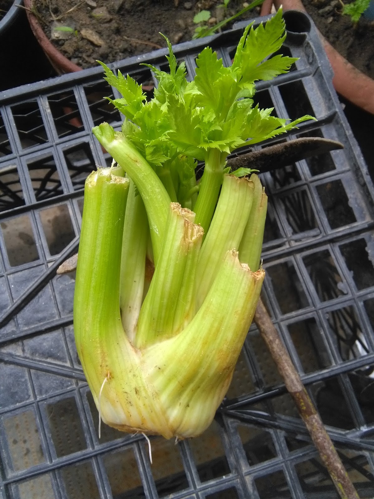 ACQUA, TERRA, FUOCO, ARIA: COME AVERE FACILMENTE UNA PIANTA DI SEDANO ...