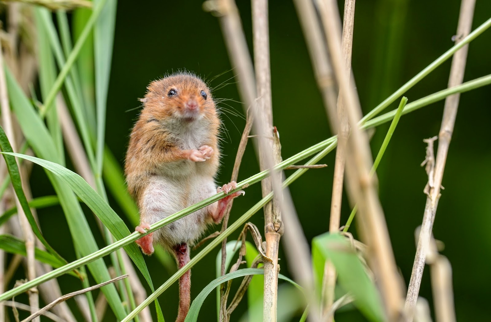 Die Naturfilmer: Kletterkünstler auf schwankenden Halmen...