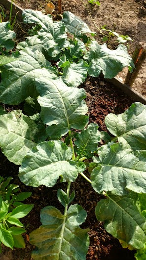 BROKOLI HIJAU [update] - Rangkuman Cara Bertanam Lengkap