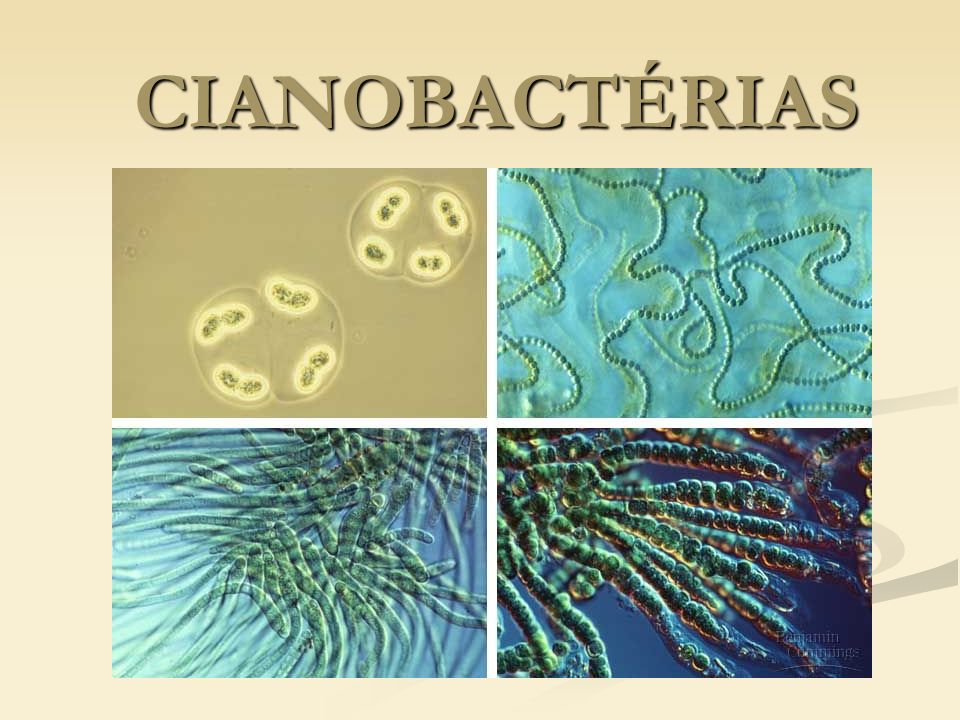 Cianobactérias | Biologia: A ciência da vida