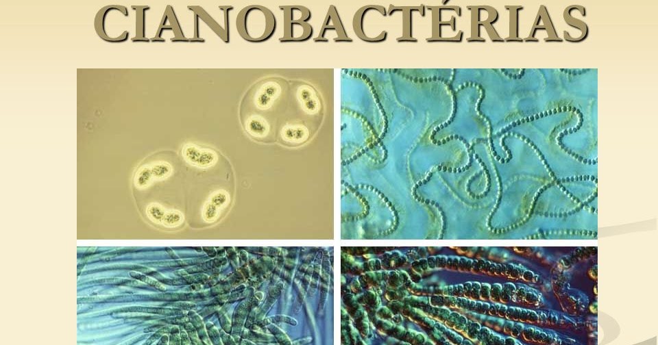 Cianobactérias | Biologia: A ciência da vida