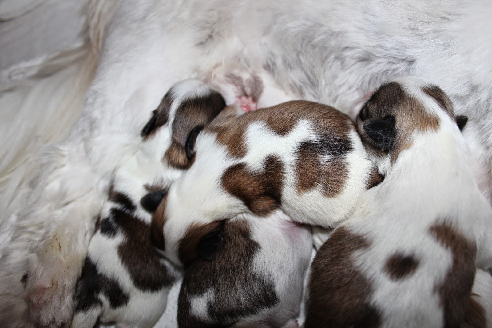 Lhasa Apso - Penny's Pups from birth to new homes: Puppy's noses ...