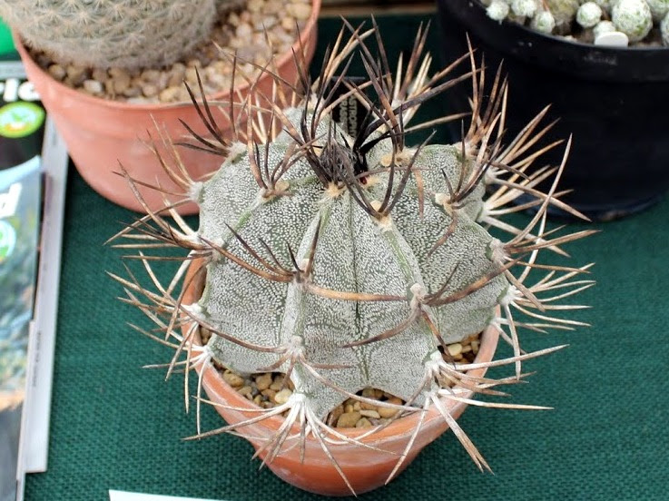 Taxonomía Plantae Magnoliopsida: Phylum Tracheophyta Clase ...