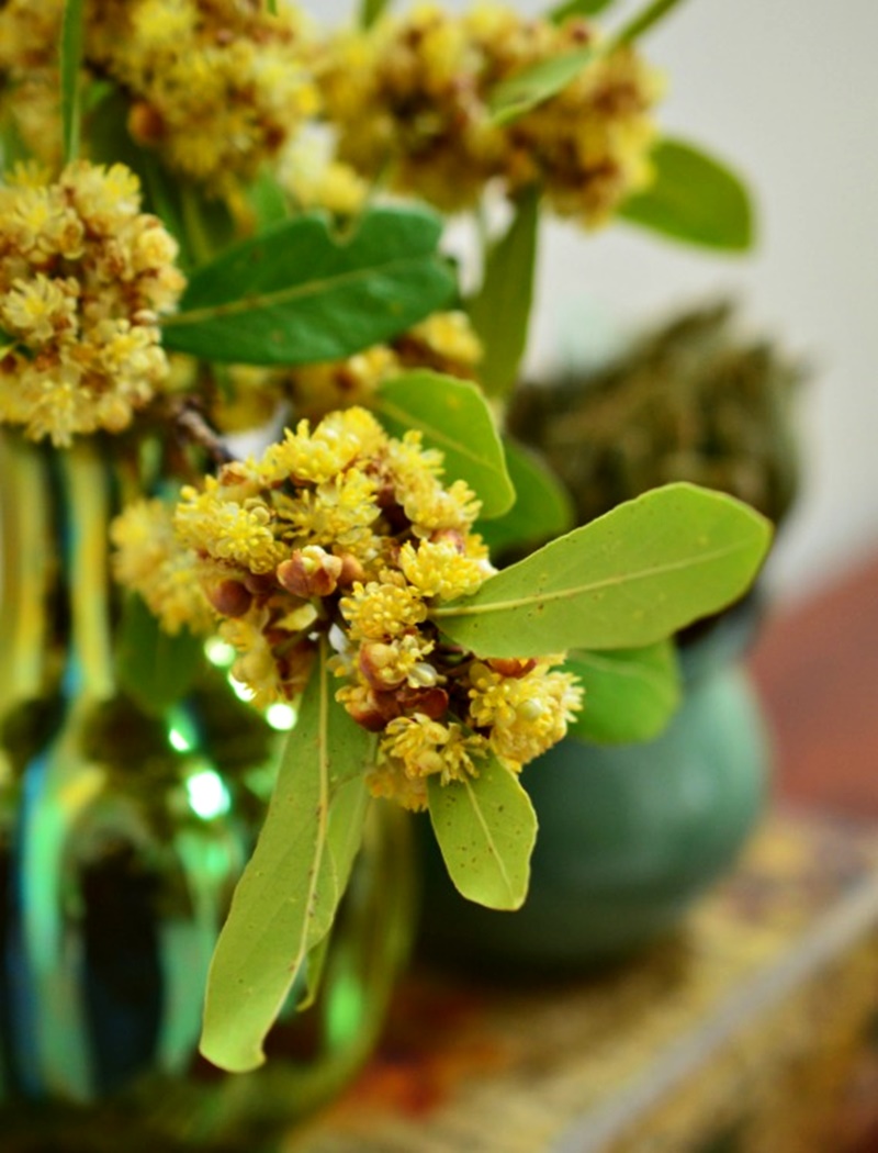 🌐 ȘTIRI-CĂLĂTOR PRIN LUMEA PLANETEI ALBASTRE: ”LAURUS NOBILIS” - DAFINUL