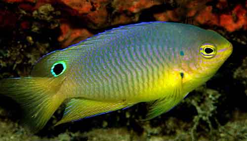 Retired--Now What?: Fish Eyespots