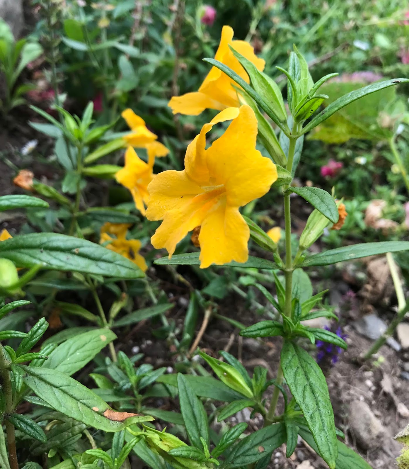 On Discovering A Garden: Gopher Resistant Plants