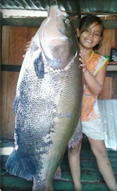Big Fishes of the World: PACU BLACK TAMBAQUI (Colossoma macropomum)