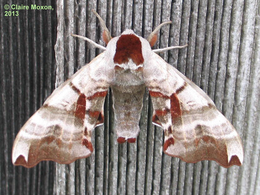 Dispatches from Can of Duck: More Moths!