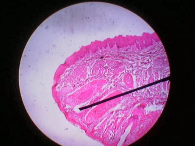 Gambar Histologi Gastrointestinal - semangat ya para calon dokter!