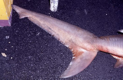 Pamacca: Hiu/ Shark