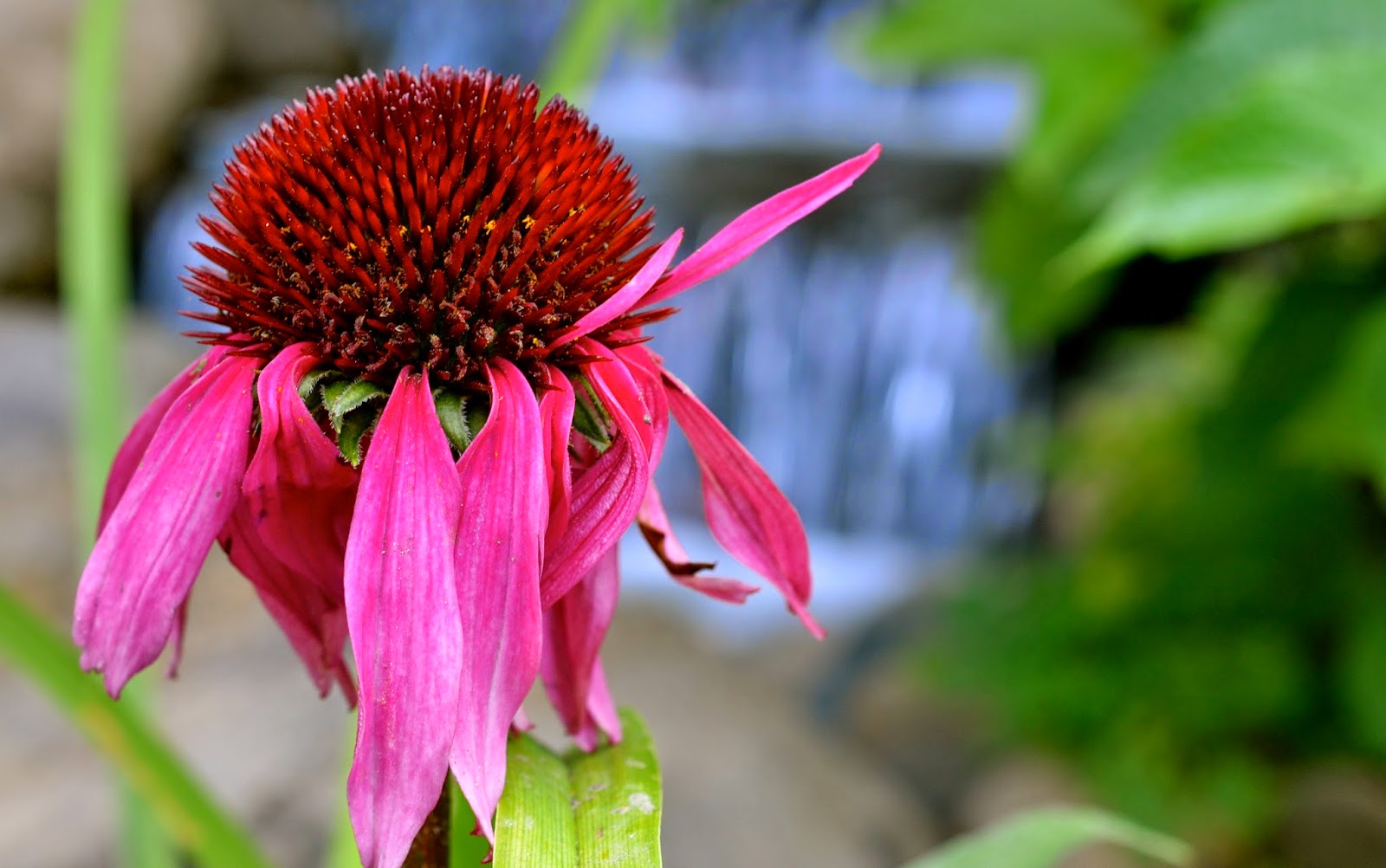 Bonney Lassie: My Favorite Plant in the Garden This Week...