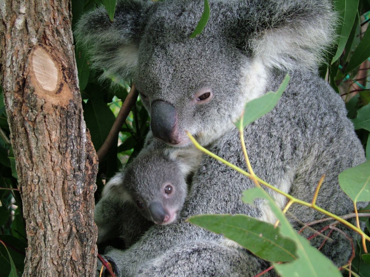 Wildlife: Reportaje del Koala
