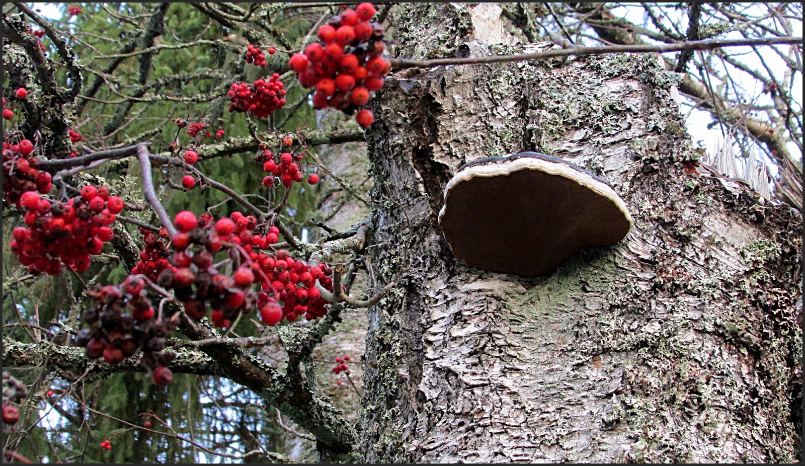 Kahelinkulma: Kääpä