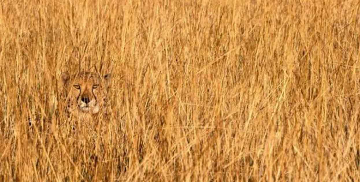Aspectos Del Medioambiente: Camuflaje y supervivencia, el día a día de ...