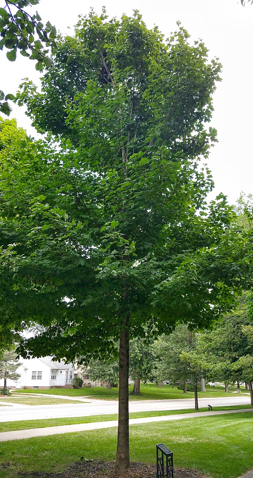 History and Culture by Bicycle: Storm Lake, Iowa: Living Heritage Tree ...