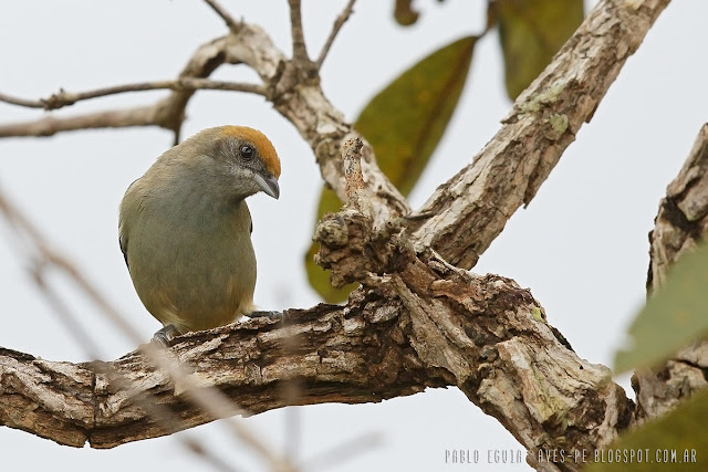 mis fotos de aves: Tangara flava Saíra Pecho Negro Stripe-bellied Tanager