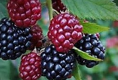 ALIMENTAÇÃO NATURAL & NUTRACÊUTICA : BENEFÍCIOS DA AMORA