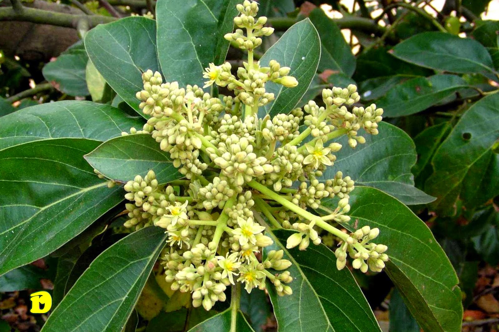 PLANTAS MEDICINAIS: ABACATEIRO (Persea gratíssima)