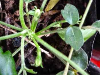 Ground Neem or king Bitter - Bin Kohomba | SL Flora