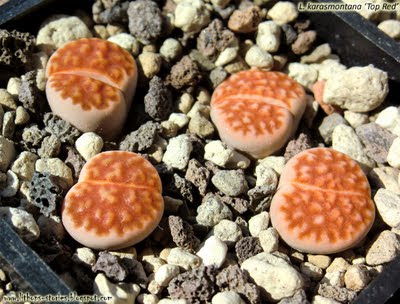 Lithops Stories: top red 2