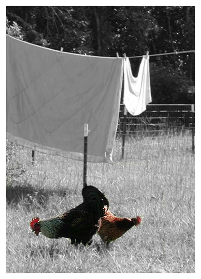 *Our Country Home...: Washing Day