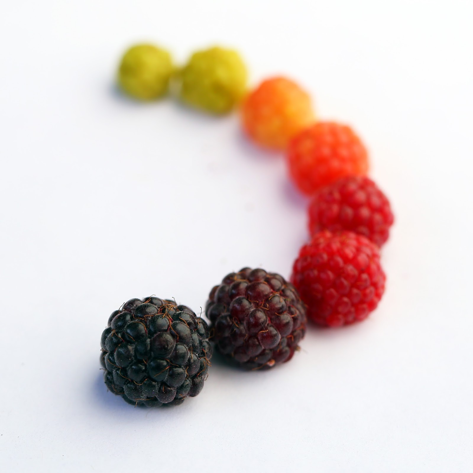 Wild Harvests: Blackcap