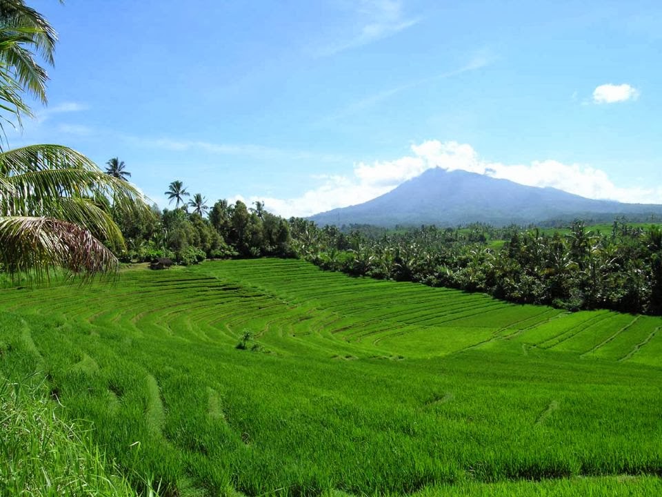 Pemandangan Alam: Foto Pemandangan Sawah dan Pegunungan