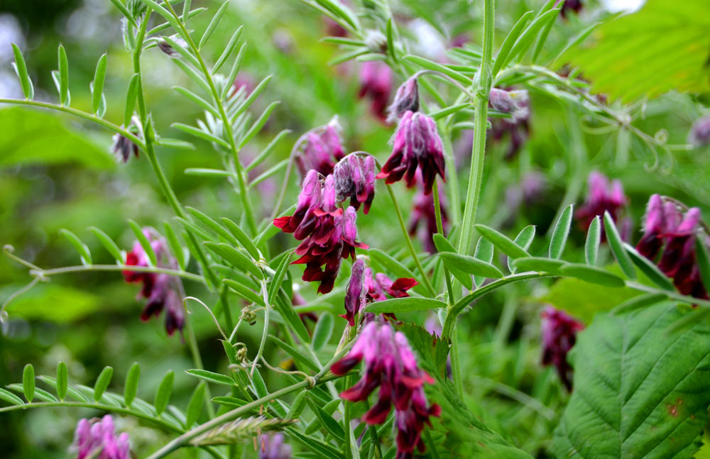 p e e z p i x: Wild Peas