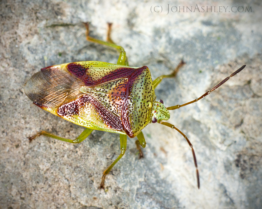Wild and Free Montana: Yeah, it's got a Hemi.