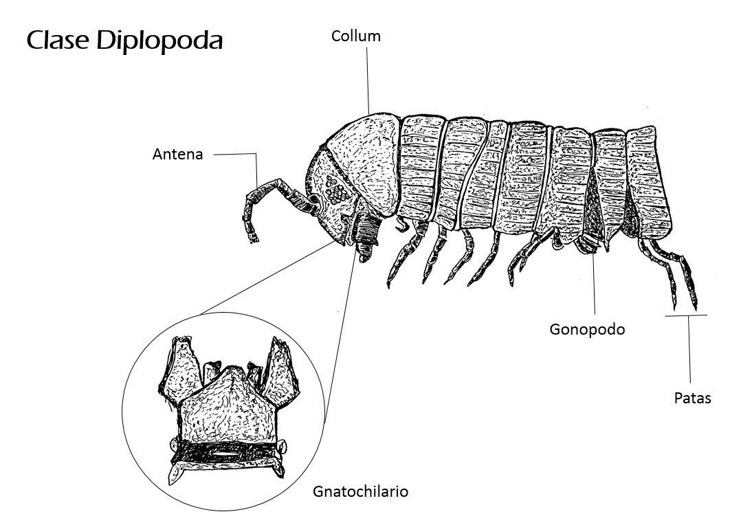 Asignatura de Biologia : Laminas