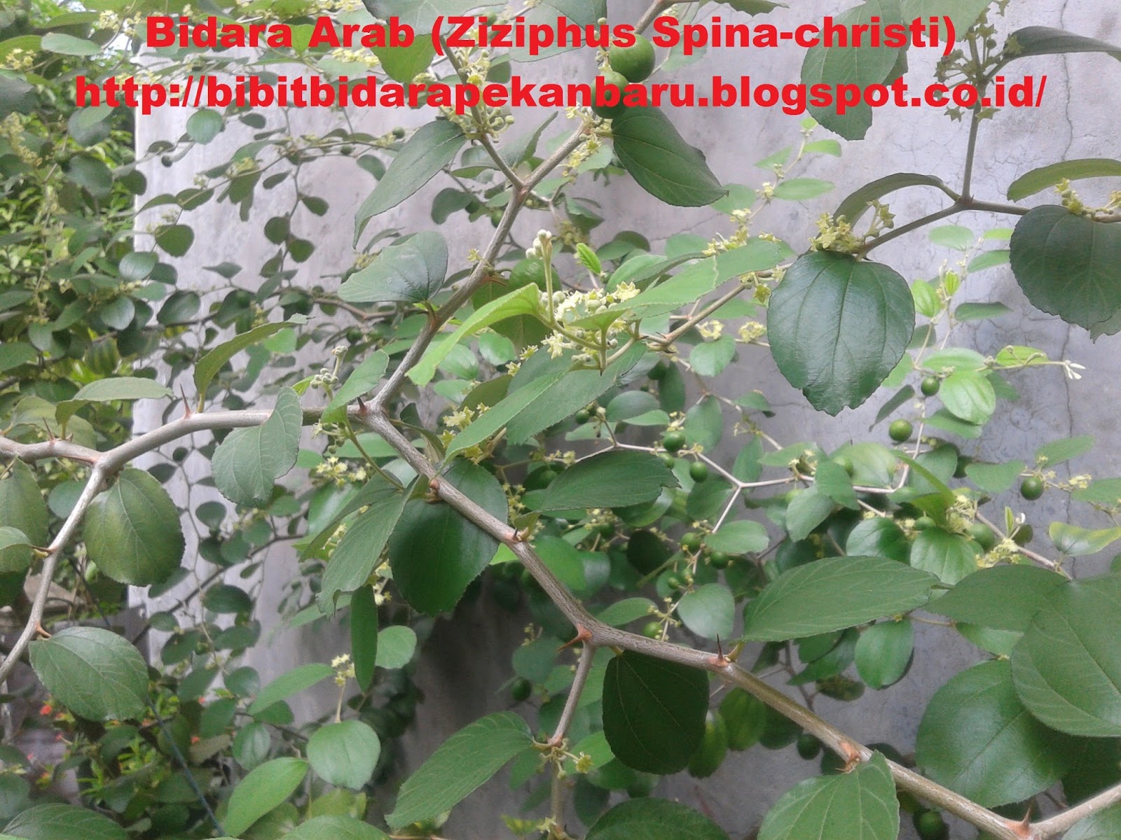 Bibit Bidara: BIDARA, BERKHASIAT DAN PENANGKAL GANGGUAN SIHIR.