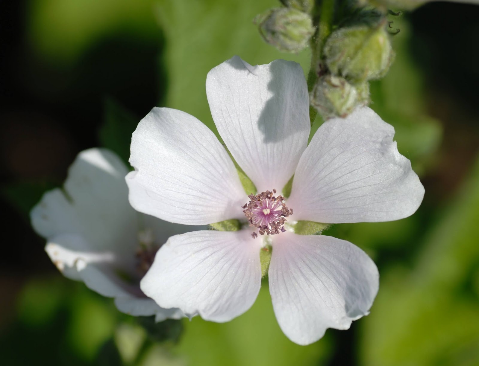 biojojo: Althaea officinalis L./Marshmallow