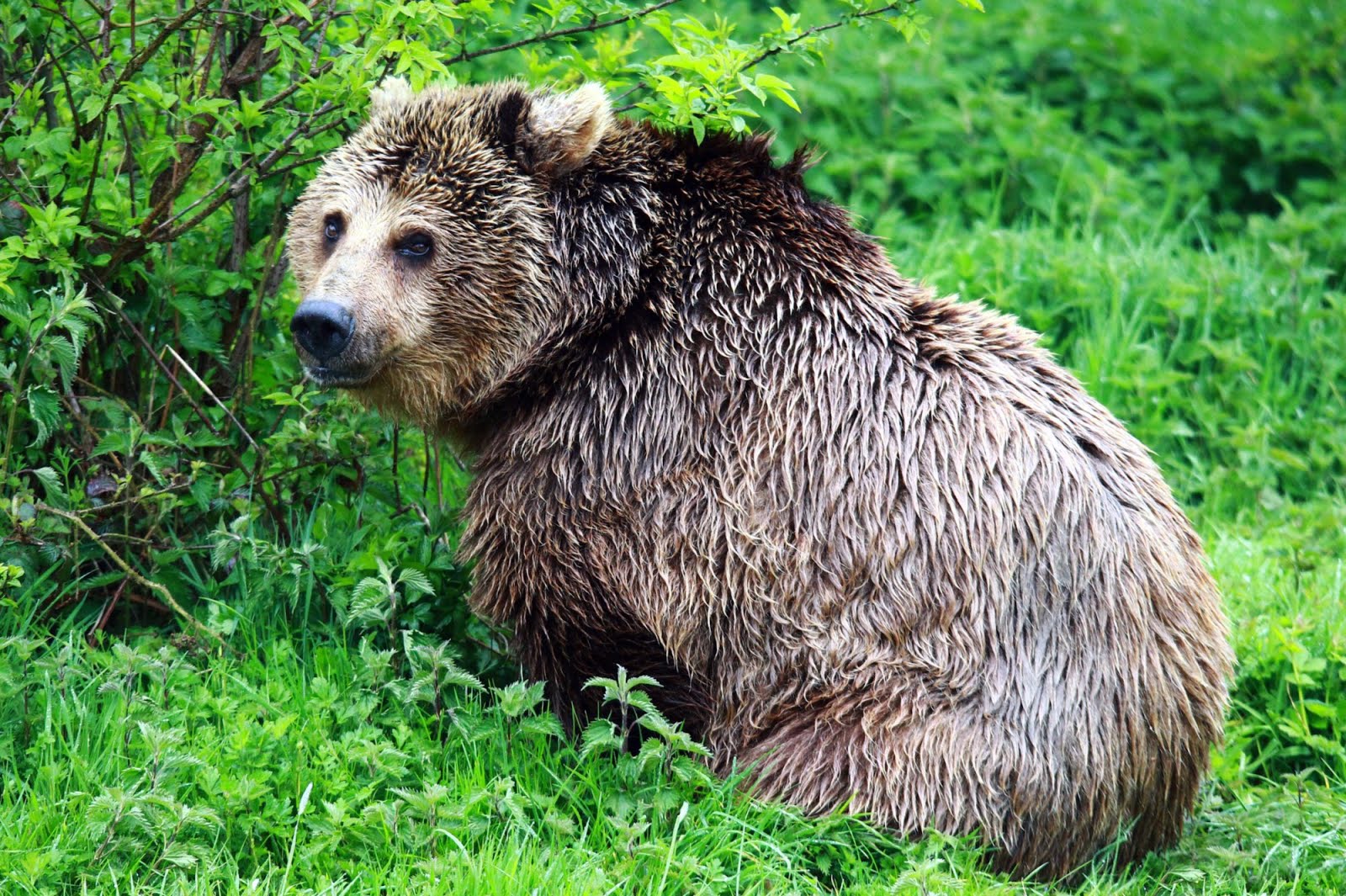 BANCO DE IMÁGENES: Oso salvaje de color café en las praderas - Brown ...