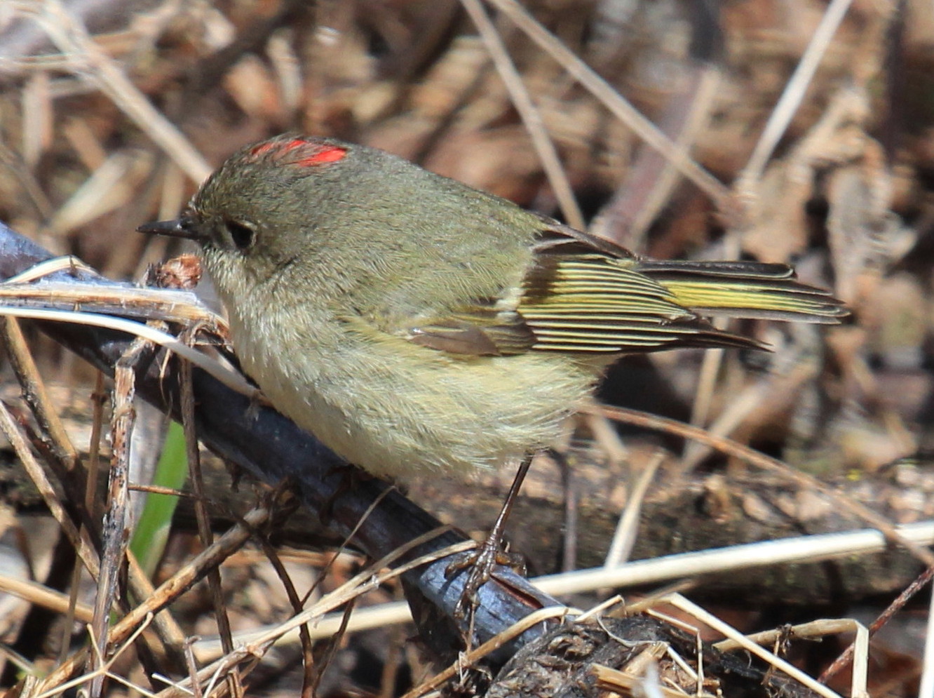 NATURE NOTES: RUBY-CROWNED KINGLETS