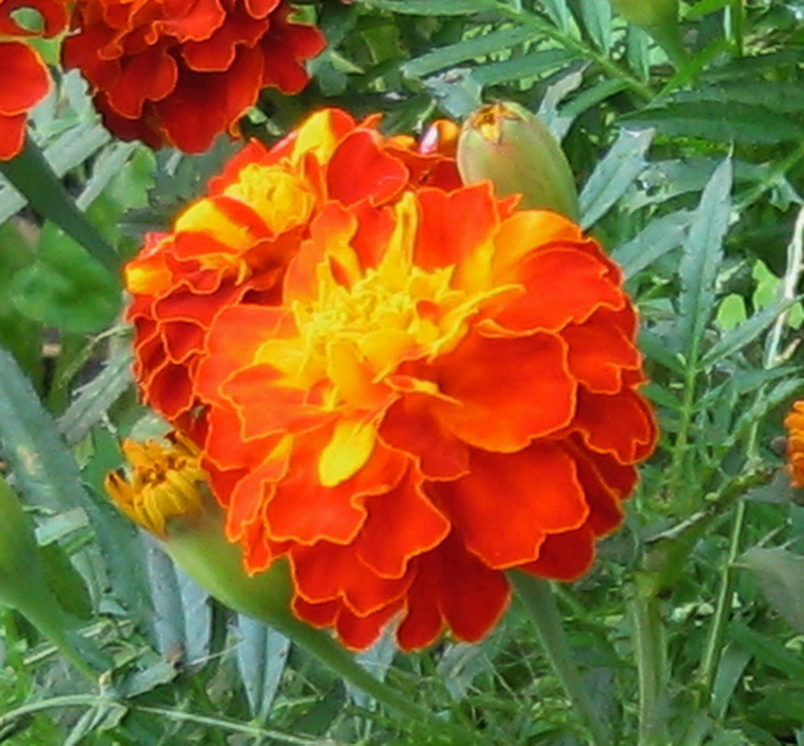 Din gradina,: Flori sanitar din gradina de legume