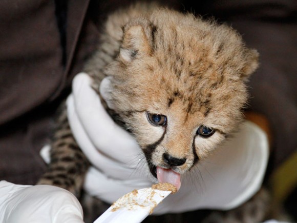 White Wolf : Hand-Raising Cheetah Cubs After Rare Birth (Video)