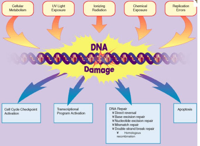 Perbaikan DNA atau DNA Repair