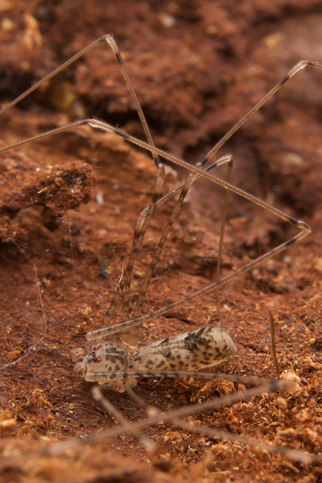 ムシをデザインしたのはダレ？: ユウレイグモ ( Pholcus crypticolens )