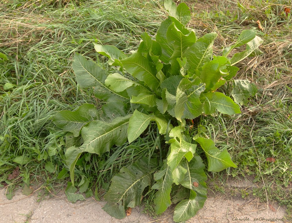 Chwile zaChwycone: Warzęcha, chrzan pospolity