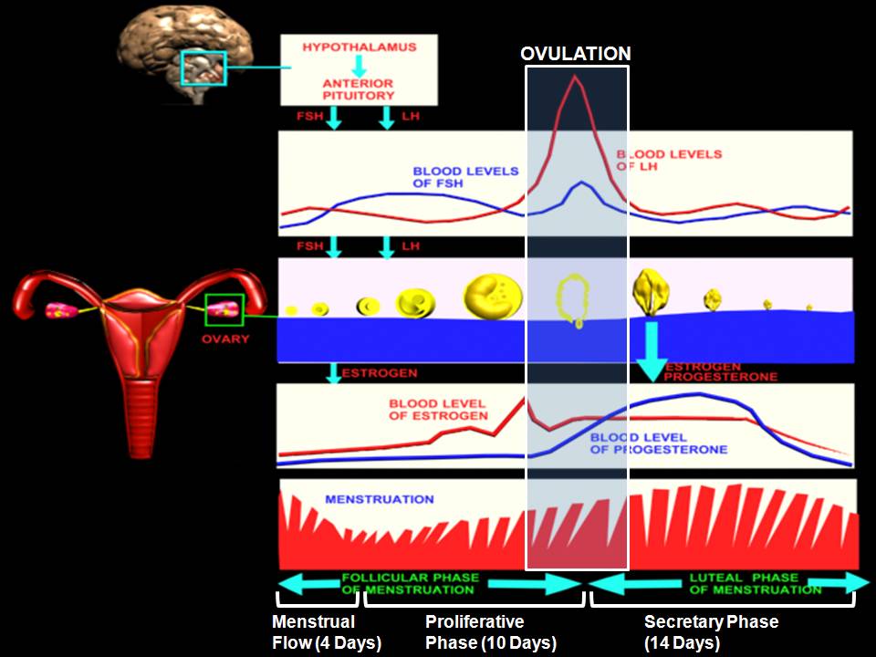 Manash (Subhaditya Edusoft): Human Female Reproductive Organs and ...