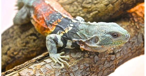 Reptiles en peligro de extinción en Mexíco: Ctenosaura defensor Cope, 1866