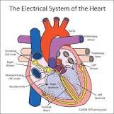 The heart's electrical system | Medical Help, Health Tips