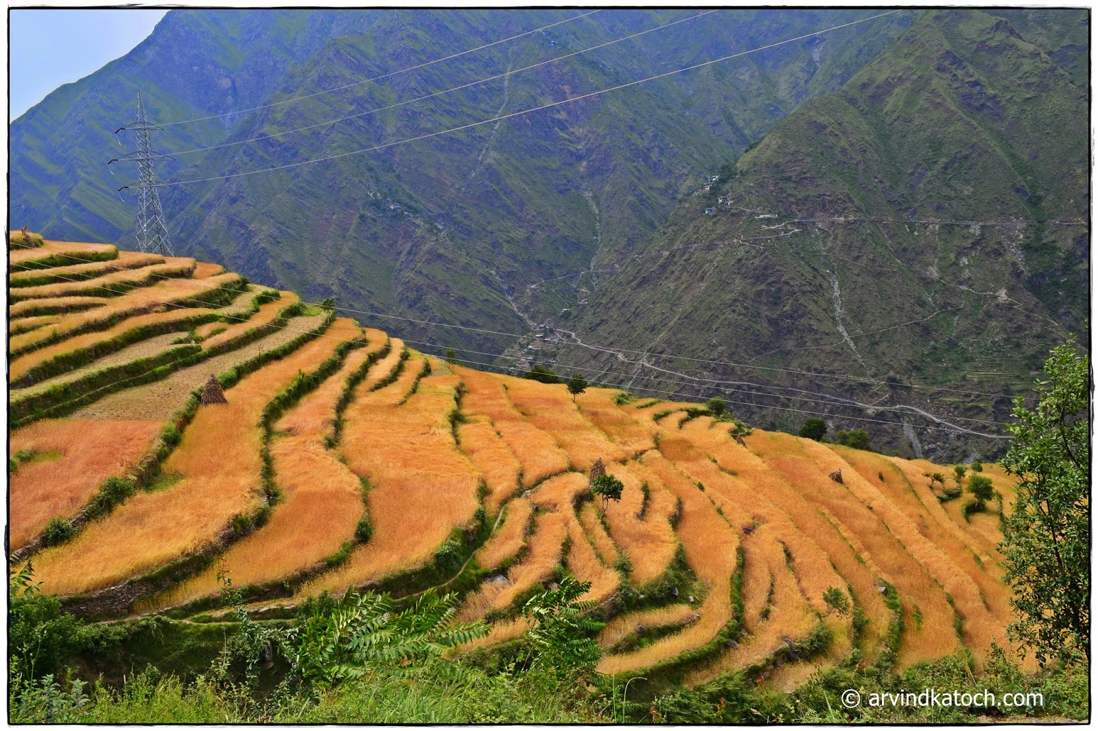 Step Fields at the Top of a Hill in Chamba (Himachal Pradesh)