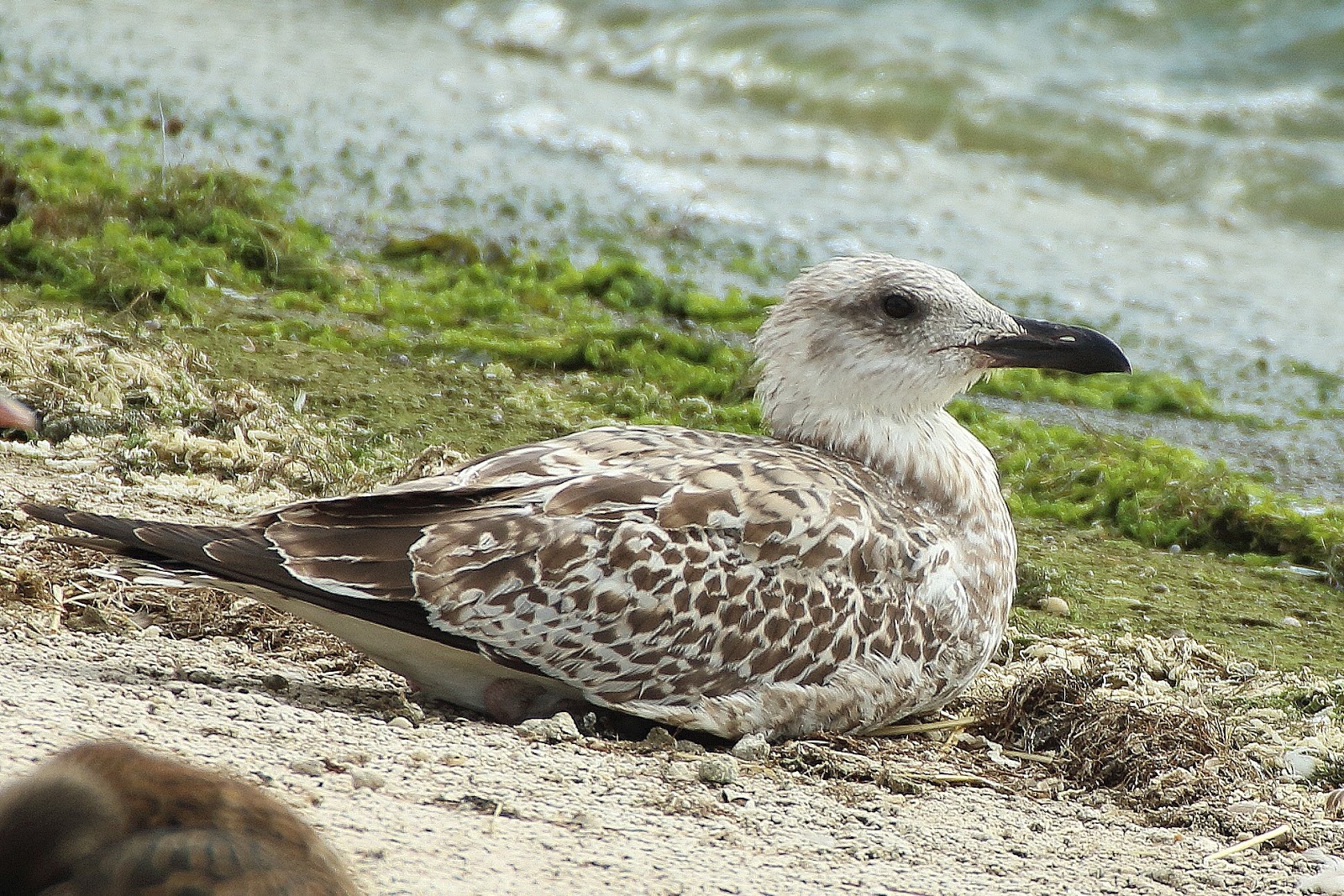 CAMBRIDGESHIRE BIRD CLUB GALLERY: Yellow-legged Gull