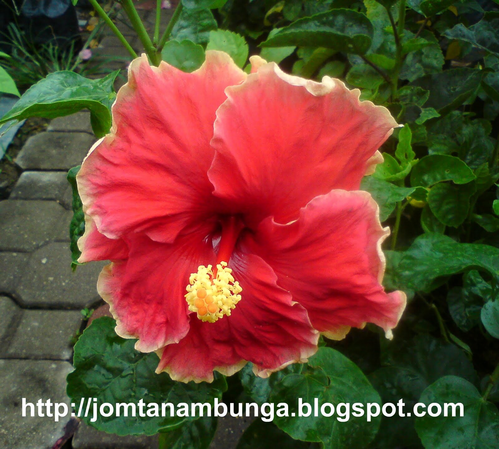 Jom Tanam Bunga: Januari 2012