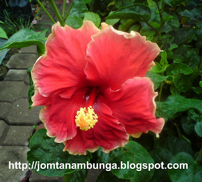 JENIS-JENIS BUNGA: Bunga Besar