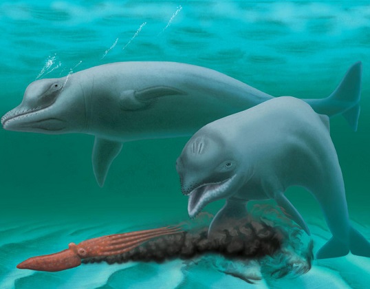 Noticias de Paleontologia: Diochotichus vanbenedeni, un primitivo ...